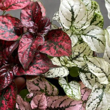 Hypoestes Splash Select Mix – Seeds 4 You (Pty) Ltd