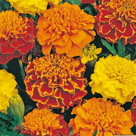 Marigold Bonita Mix – Seeds 4 You (Pty) Ltd