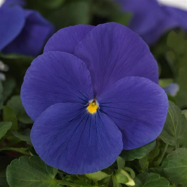 Pansy Punch True Blue – Seeds 4 You (Pty) Ltd