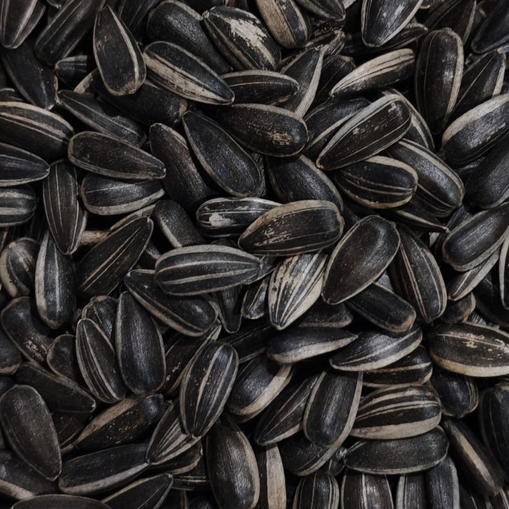 Sunflower Black Whole Microgreen Seeds – Seeds 4 You (Pty) Ltd
