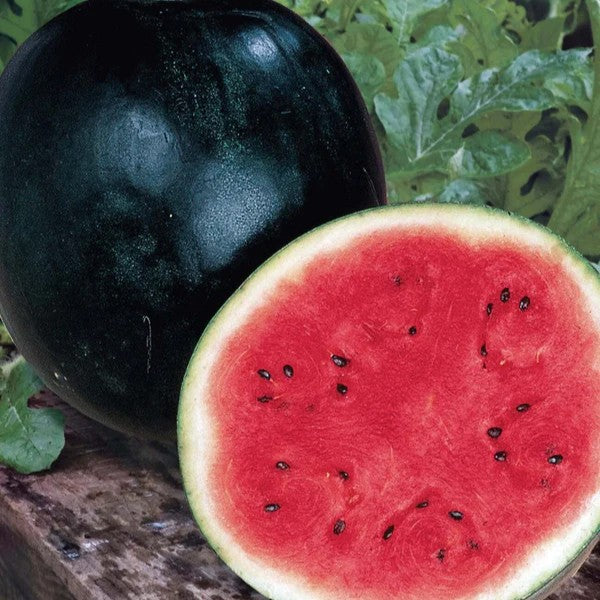 Watermelon Sugar Baby – Seeds 4 You (Pty) Ltd